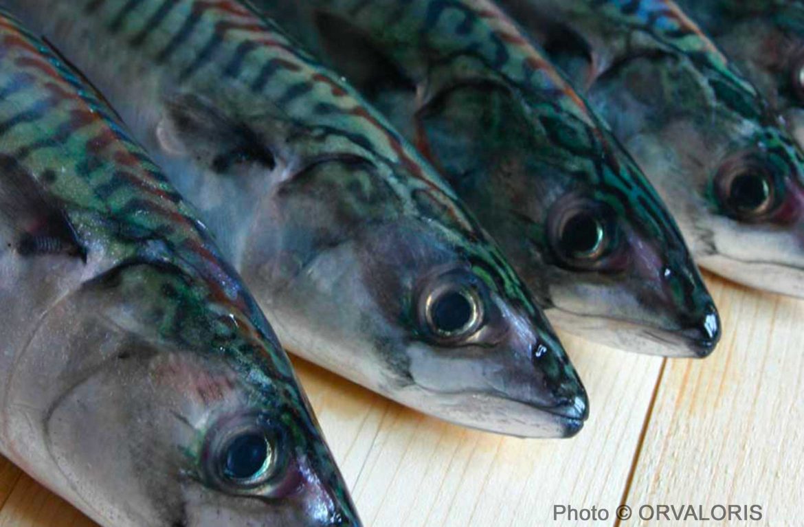 Les Poissons Bleus,nos partenaires santé - Le Malin Gourmand - Le guide ...